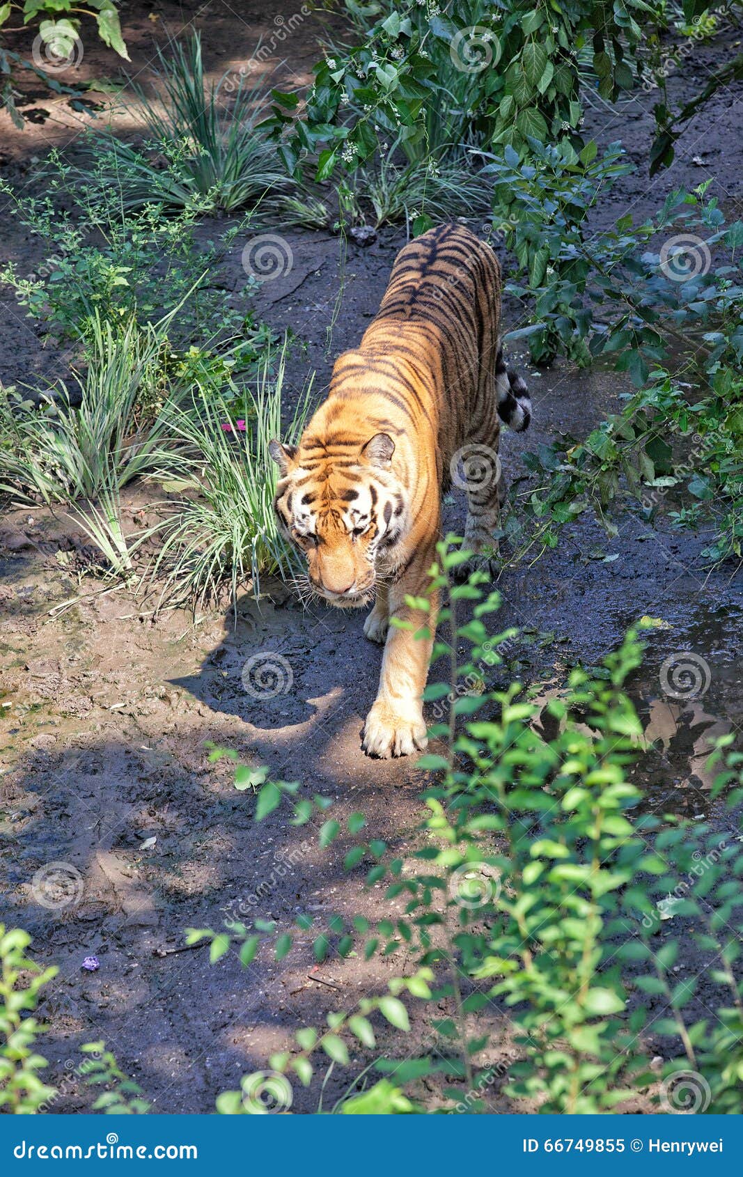 Hunting Tiger stock image. Image of closeup, striped - 66749855