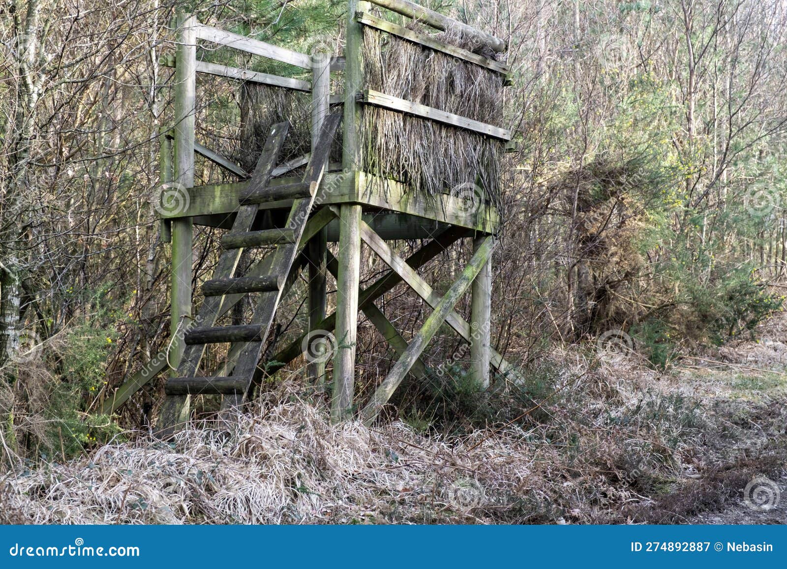 Hunting Tower in the Forest Near a Dirt Road Stock Image - Image of ...