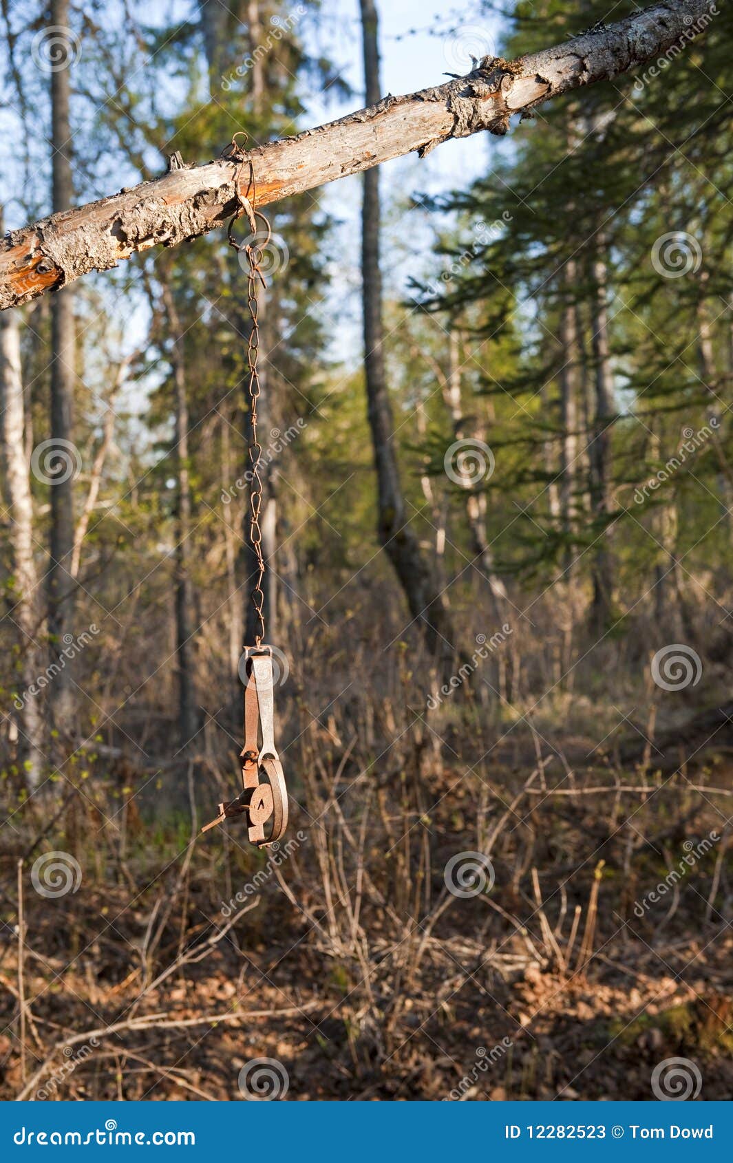 Hunting trap in forest stock image. Image of wildlife - 12282523