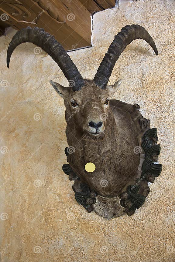 Hunting Trophy stock photo. Image of deer, bone, dead - 25790682