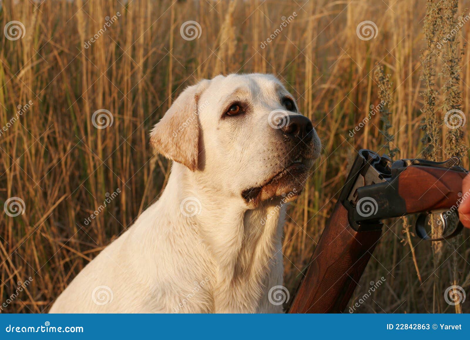 A hunting yellow labrador stock image. Image of reed - 22842863