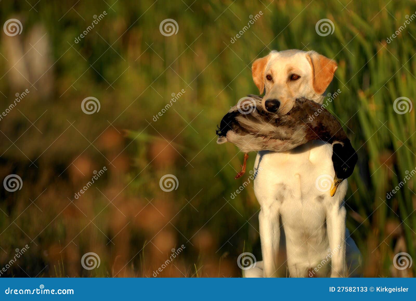 Hunting Yellow Labrador Dog Stock Image - Image of brown, decoy: 27582133