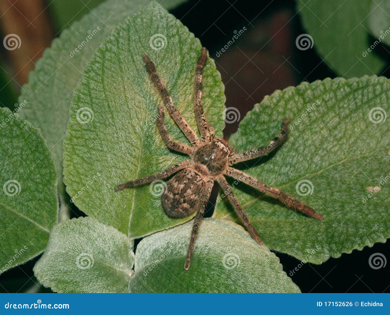 Huntsman spider stock photo. Image of species, arachnid - 17152626