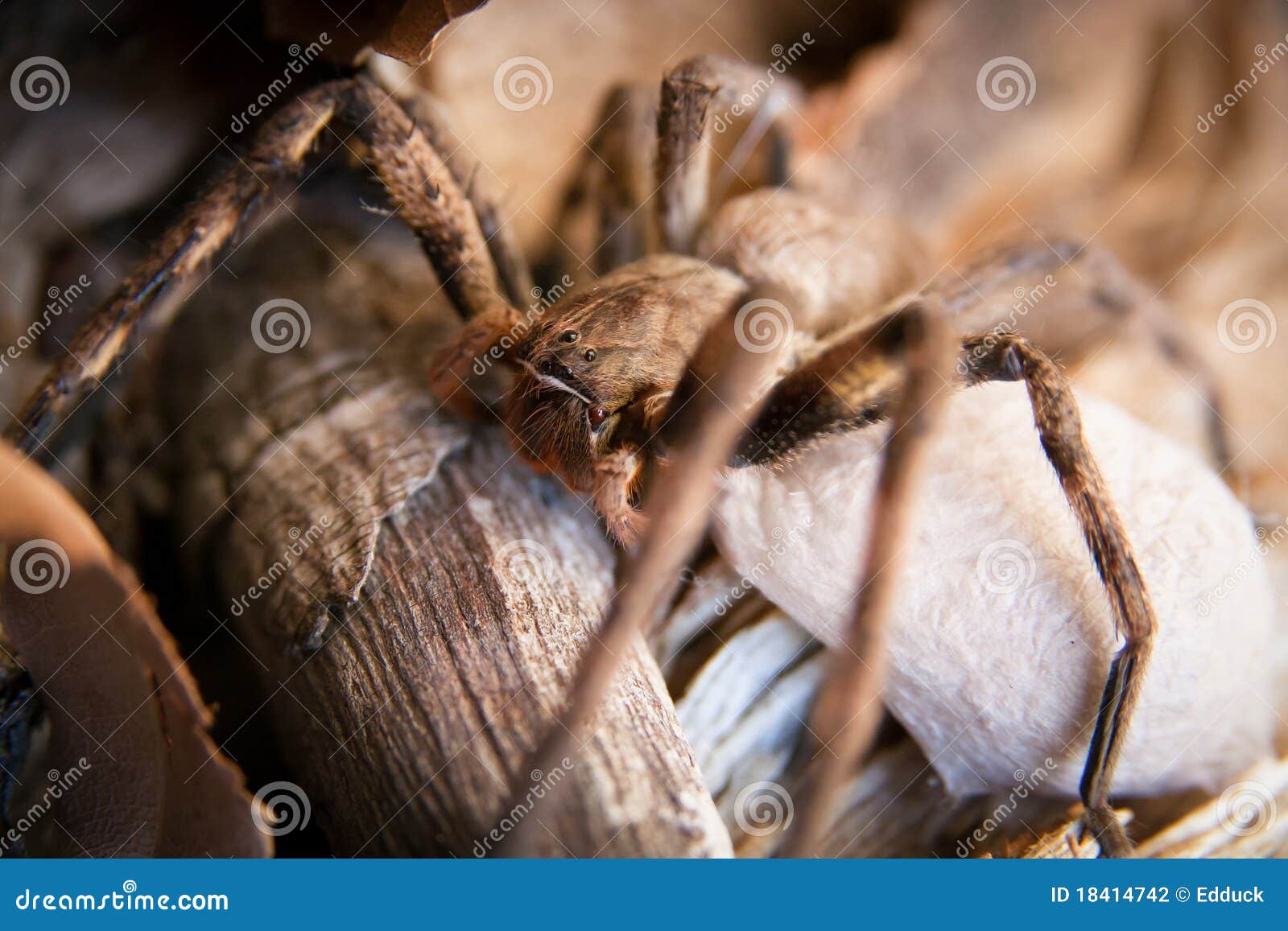 Huntsman spider stock photo. Image of animal, africa - 18414742
