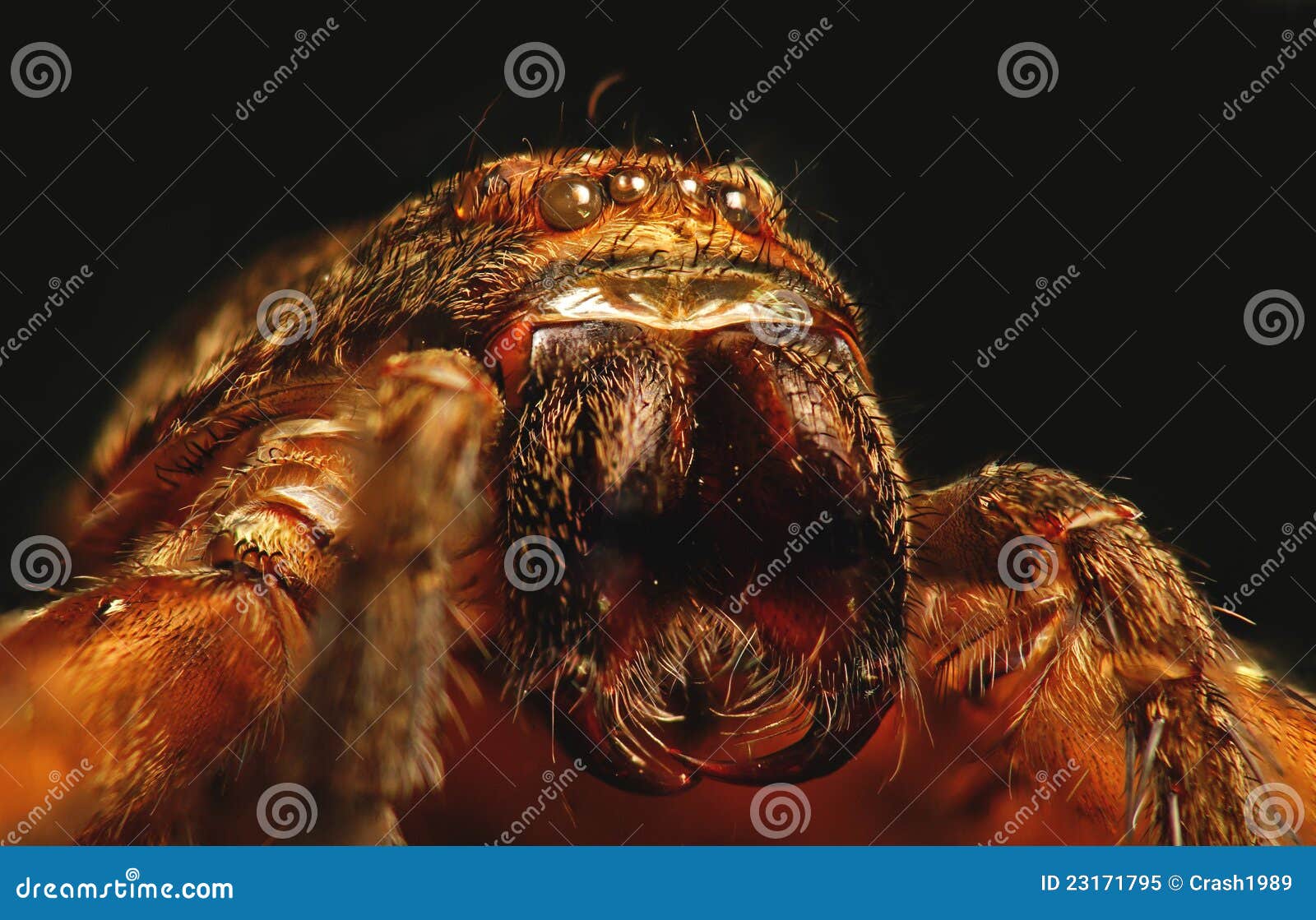 Huntsman Spider stock image. Image of arachnid, rainforest - 23171795