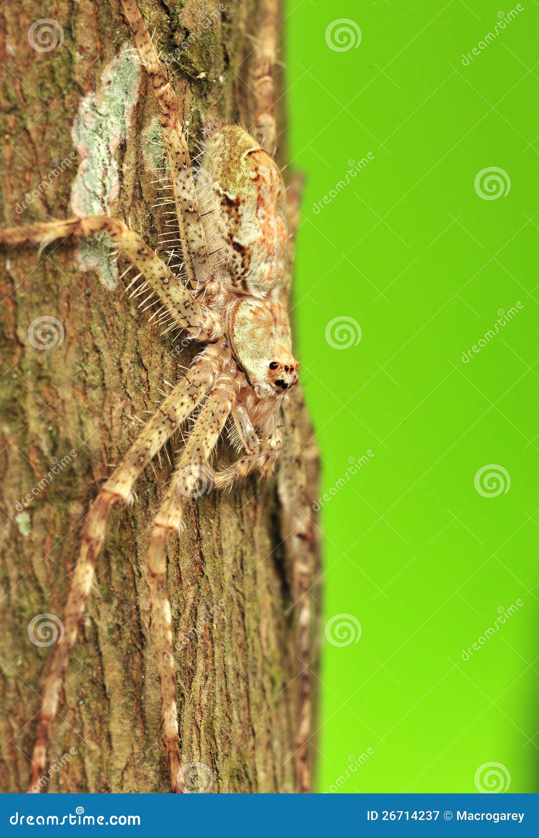 Huntsman spider stock image. Image of huntsman, green - 26714237