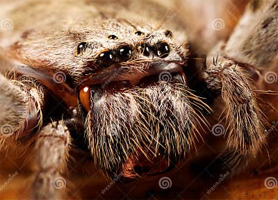 Huntsman spider stock image. Image of detail, camouflage - 27736553