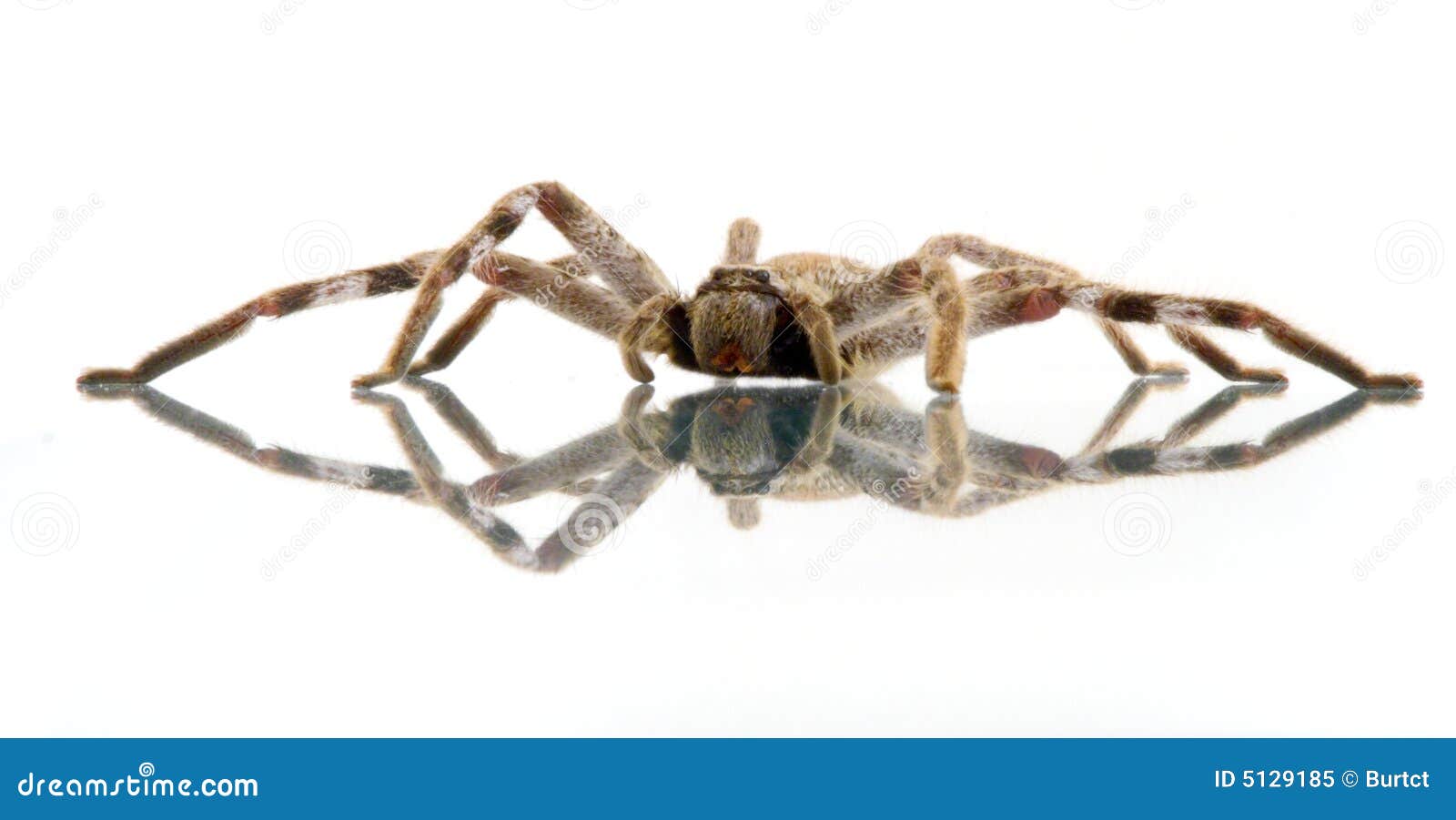 Huntsman spider stock image. Image of fear, reflection - 5129185
