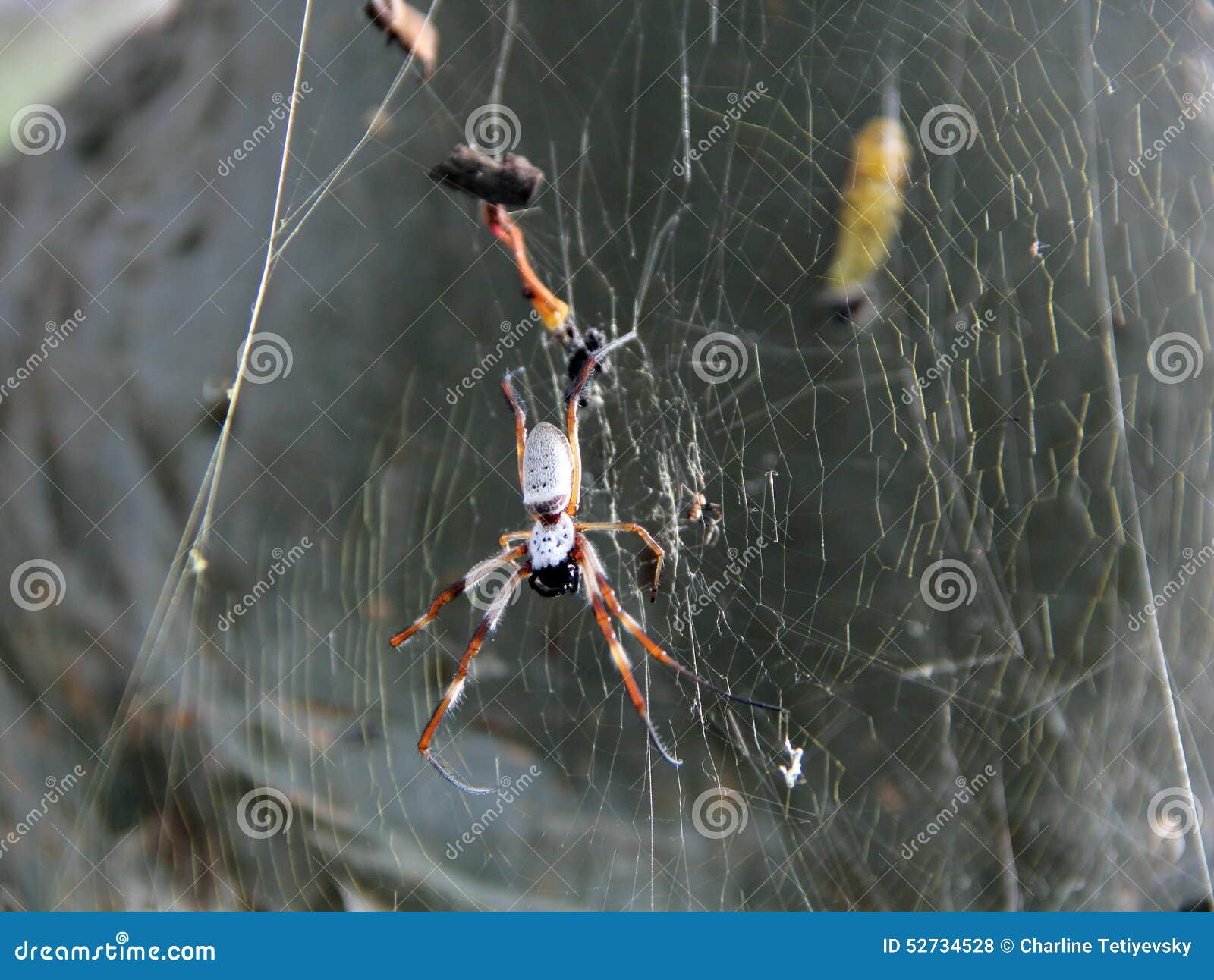 Huntsman Spider stock photo. Image of tree, caterpillar - 52734528