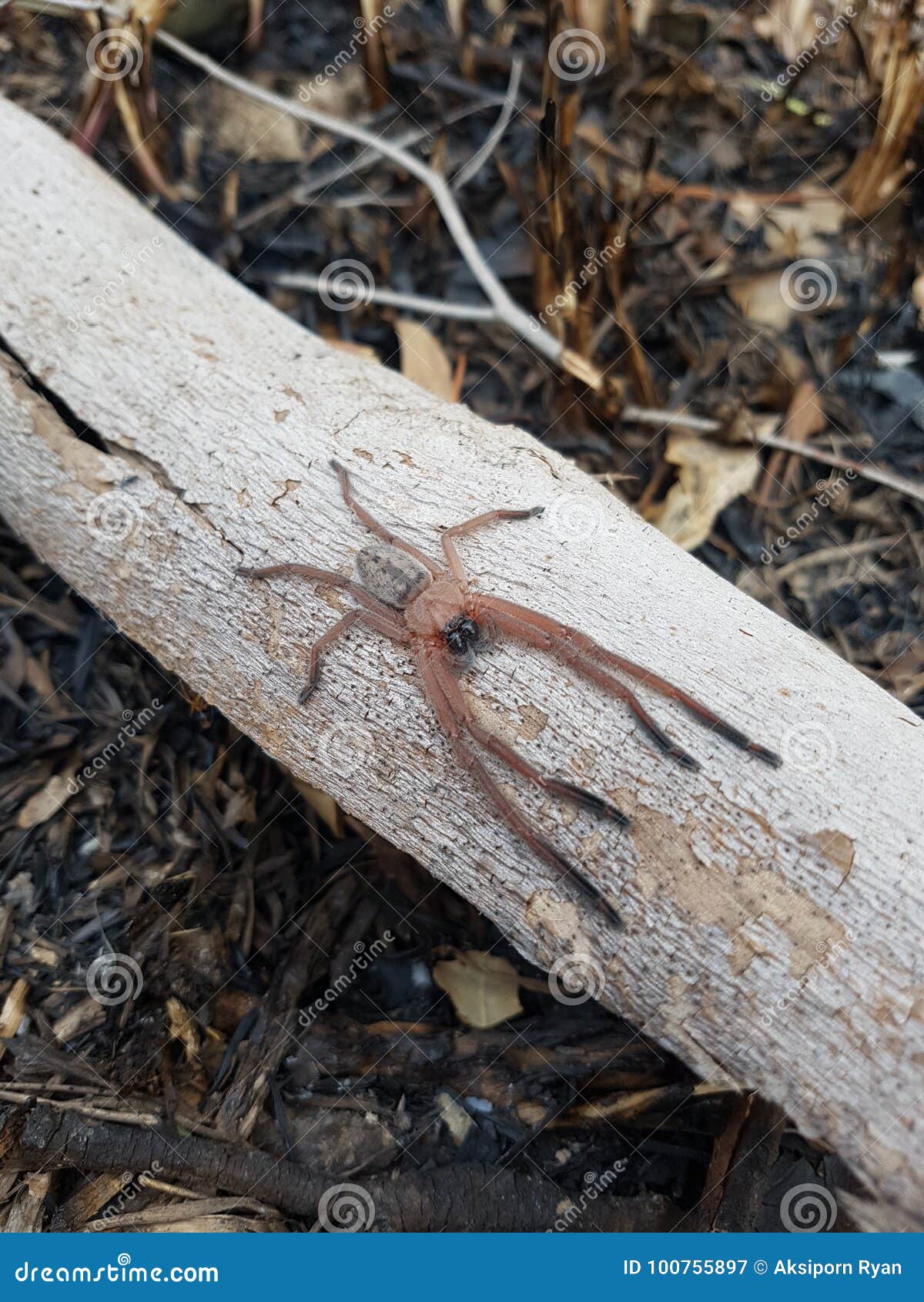 Huntsman spider stock image. Image of burning, long - 100755897