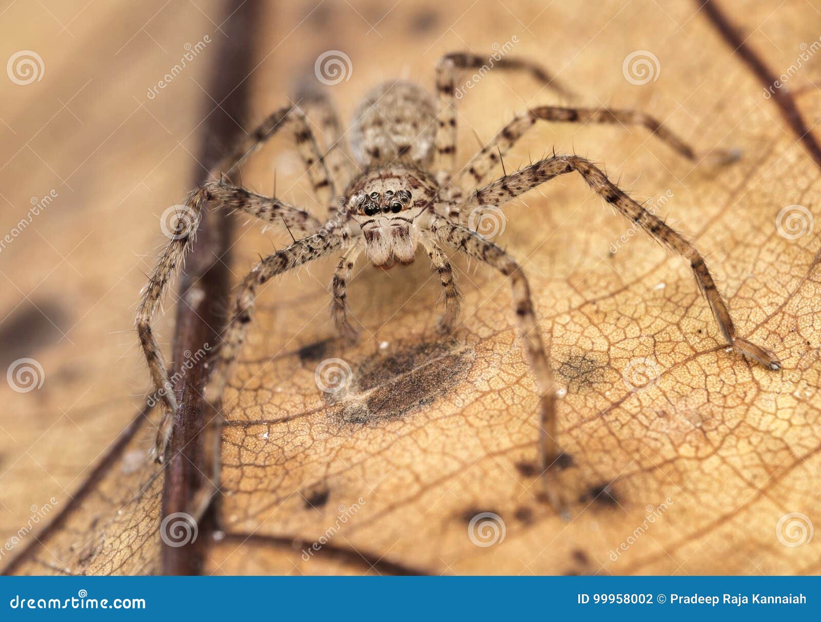 Huntsman spider close-up stock photo. Image of portrait - 99958002
