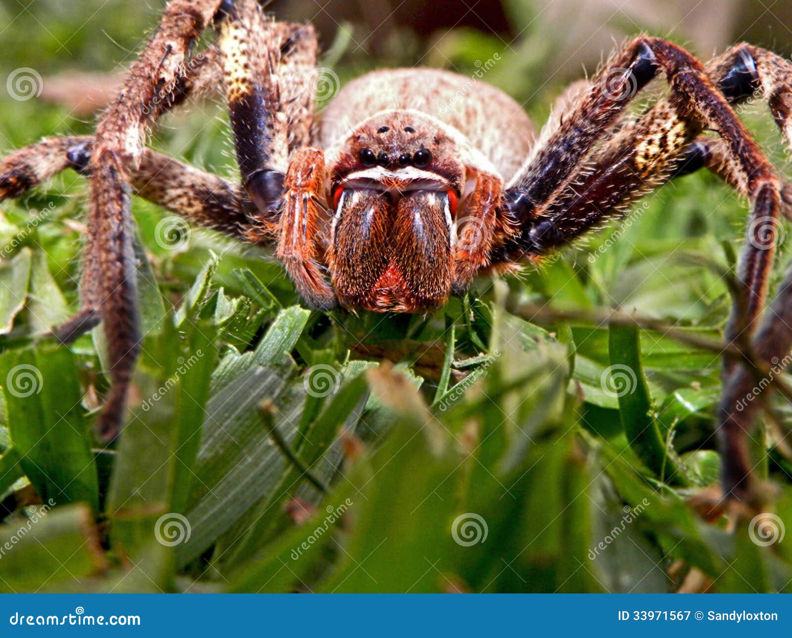 Huntsman Spider stock image. Image of spider, predator - 33971567