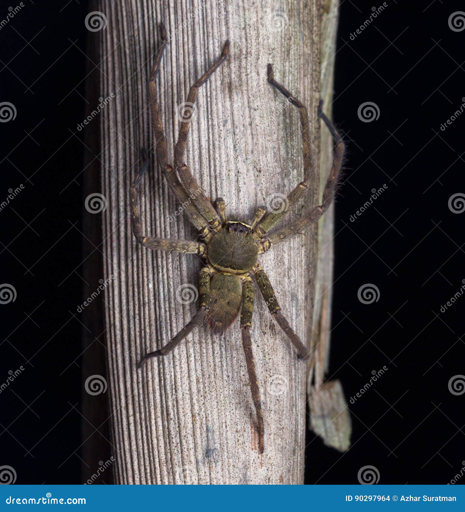 Huntsman spider stock photo. Image of closeup, spider - 90297964
