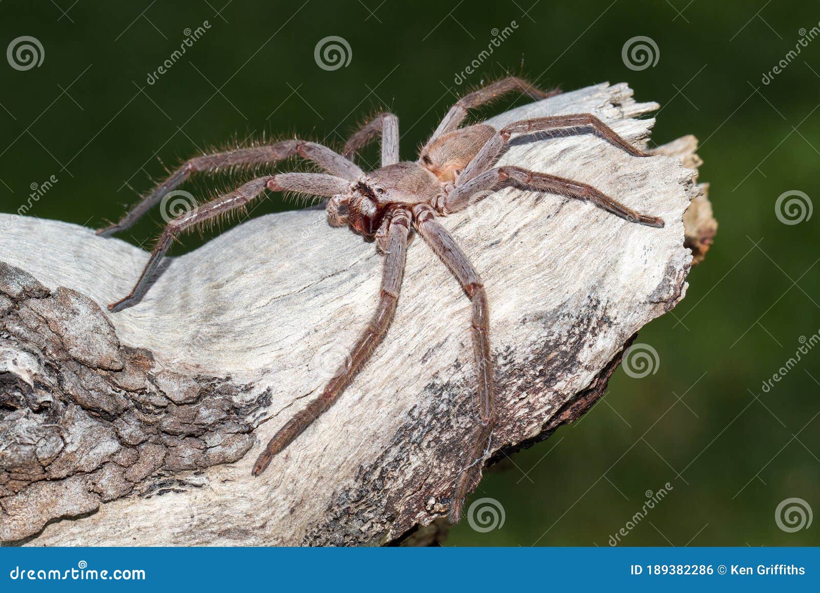 Huntsman Spider stock photo. Image of arachnid, sparassidae - 189382286