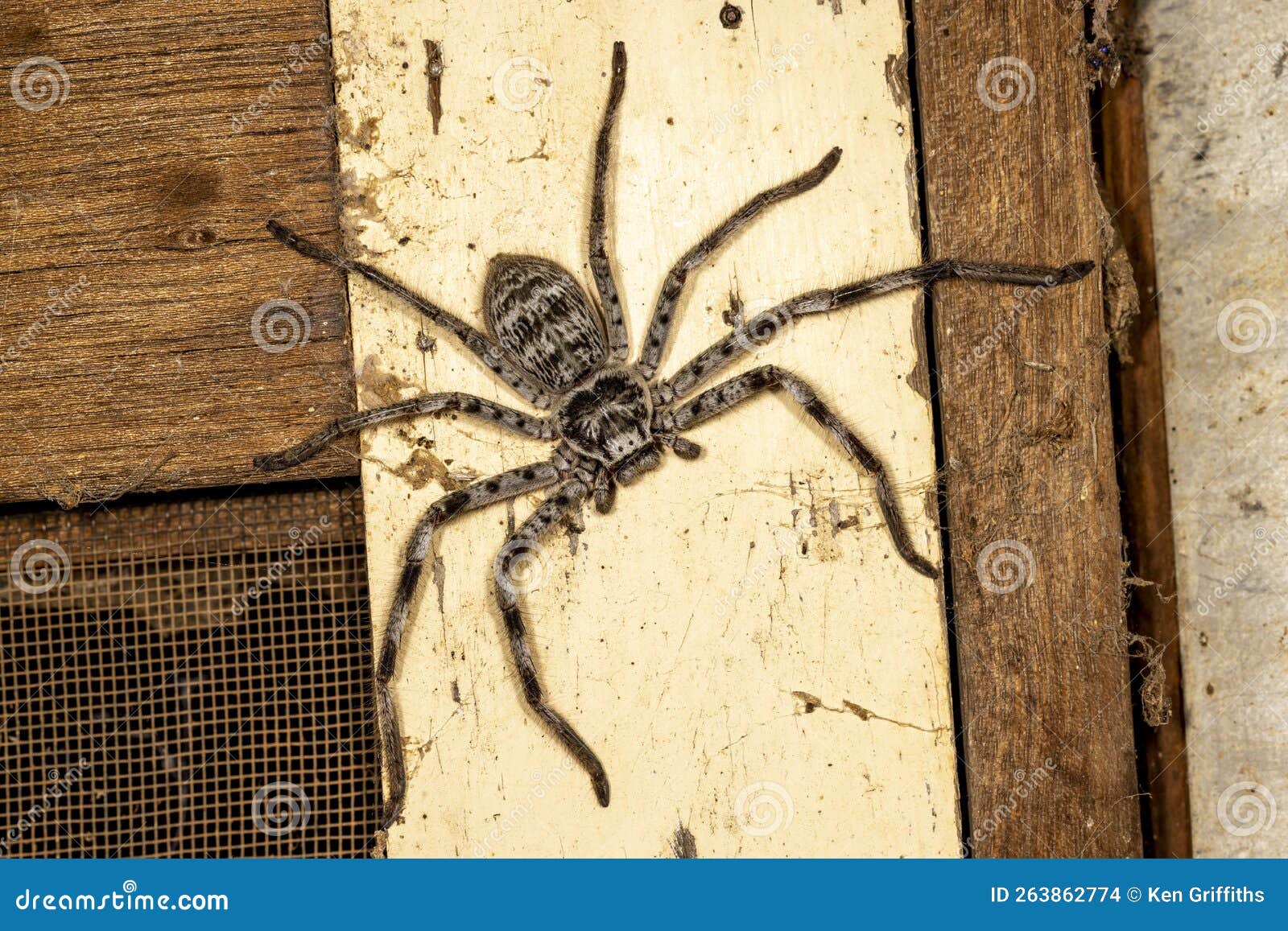 Huntsman Spider stock photo. Image of scary, side, large - 263862774