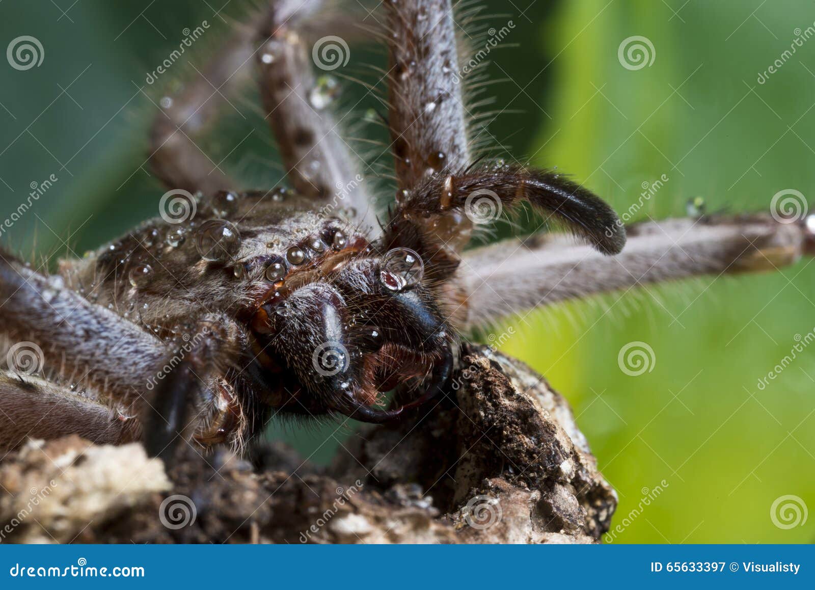 Huntsman spider macro stock image. Image of insect, spider - 65633397
