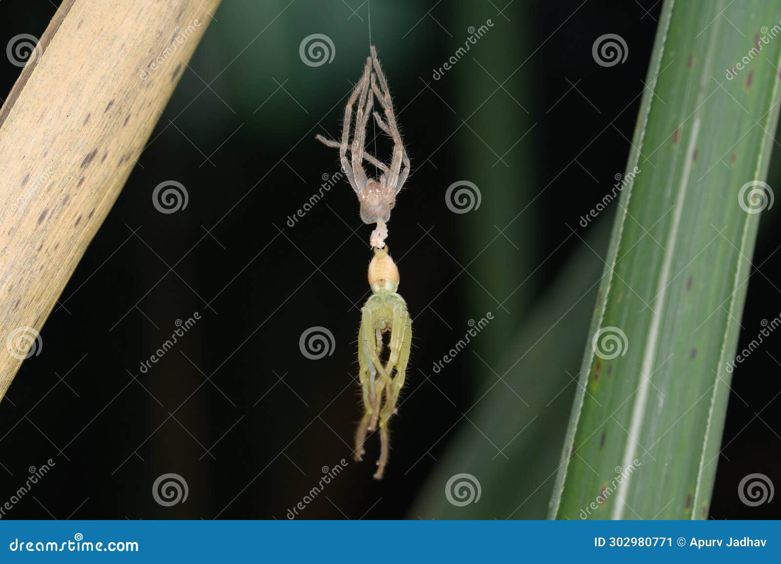 Huntsman Spider during Molting, Pune, India Stock Image - Image of ...