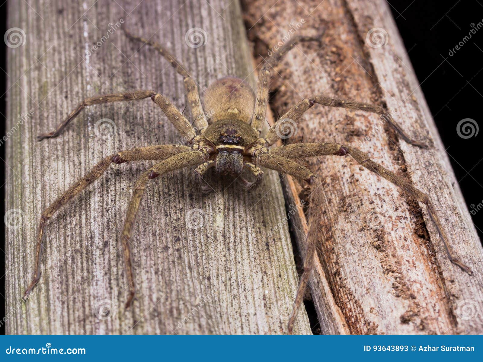 Huntsman spider stock image. Image of huntsman, night - 93643893