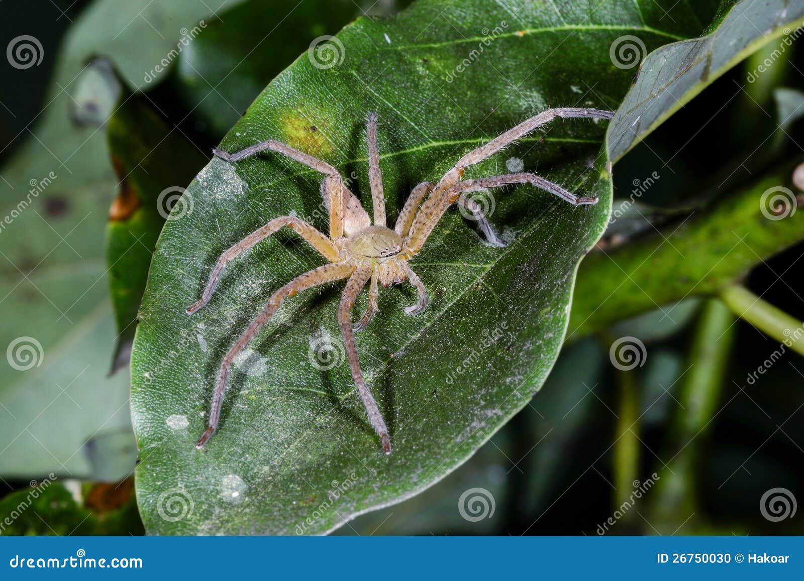 Huntsman Spider, Ranomafana, Madagascar Stock Photo - Image of ...