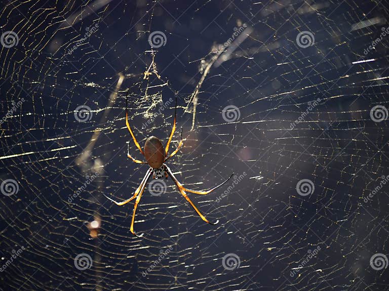 Huntsman spider and web stock photo. Image of hunter, huntsman - 7512088