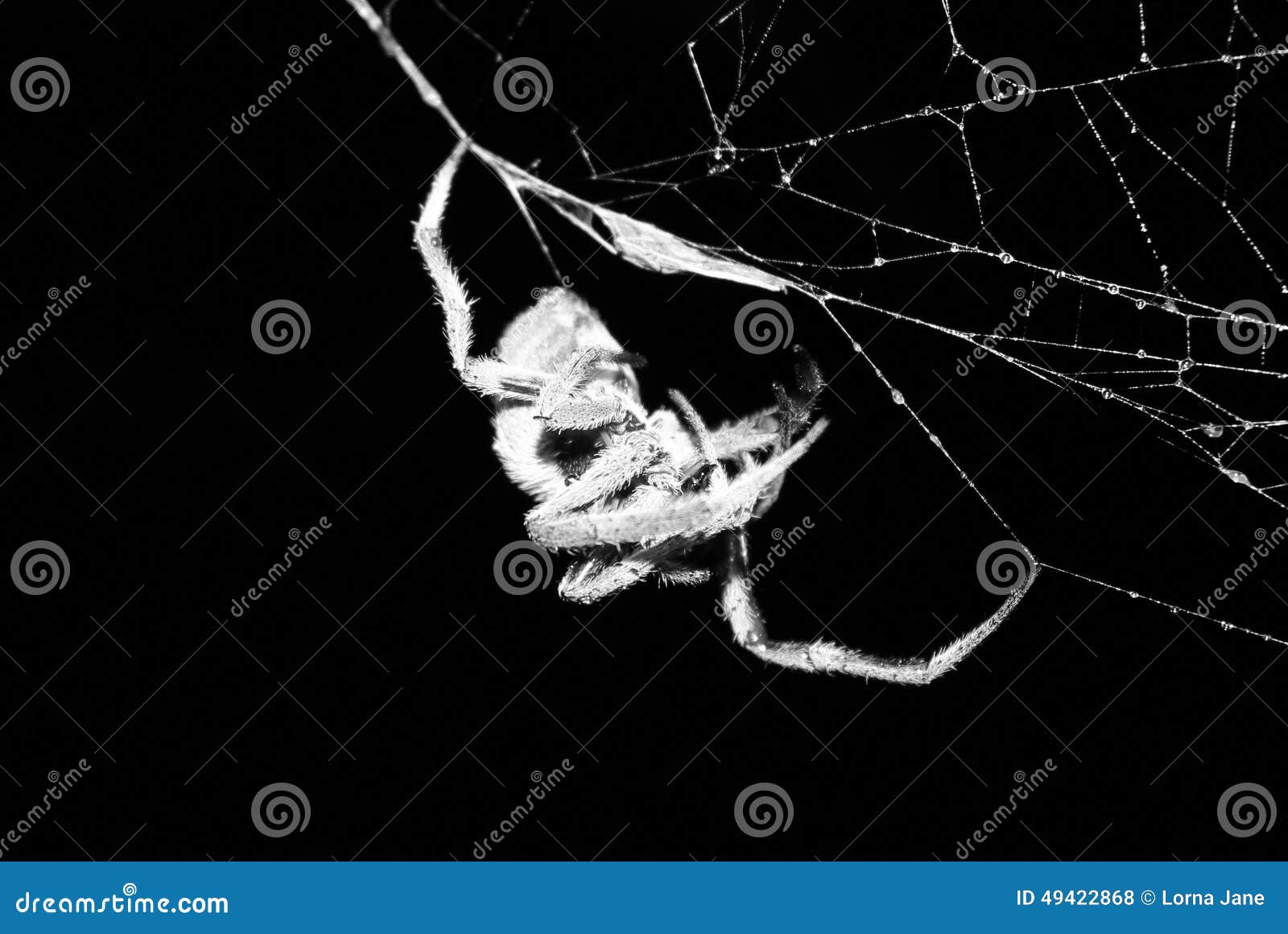 Huntsman spider on web stock photo. Image of australian - 49422868