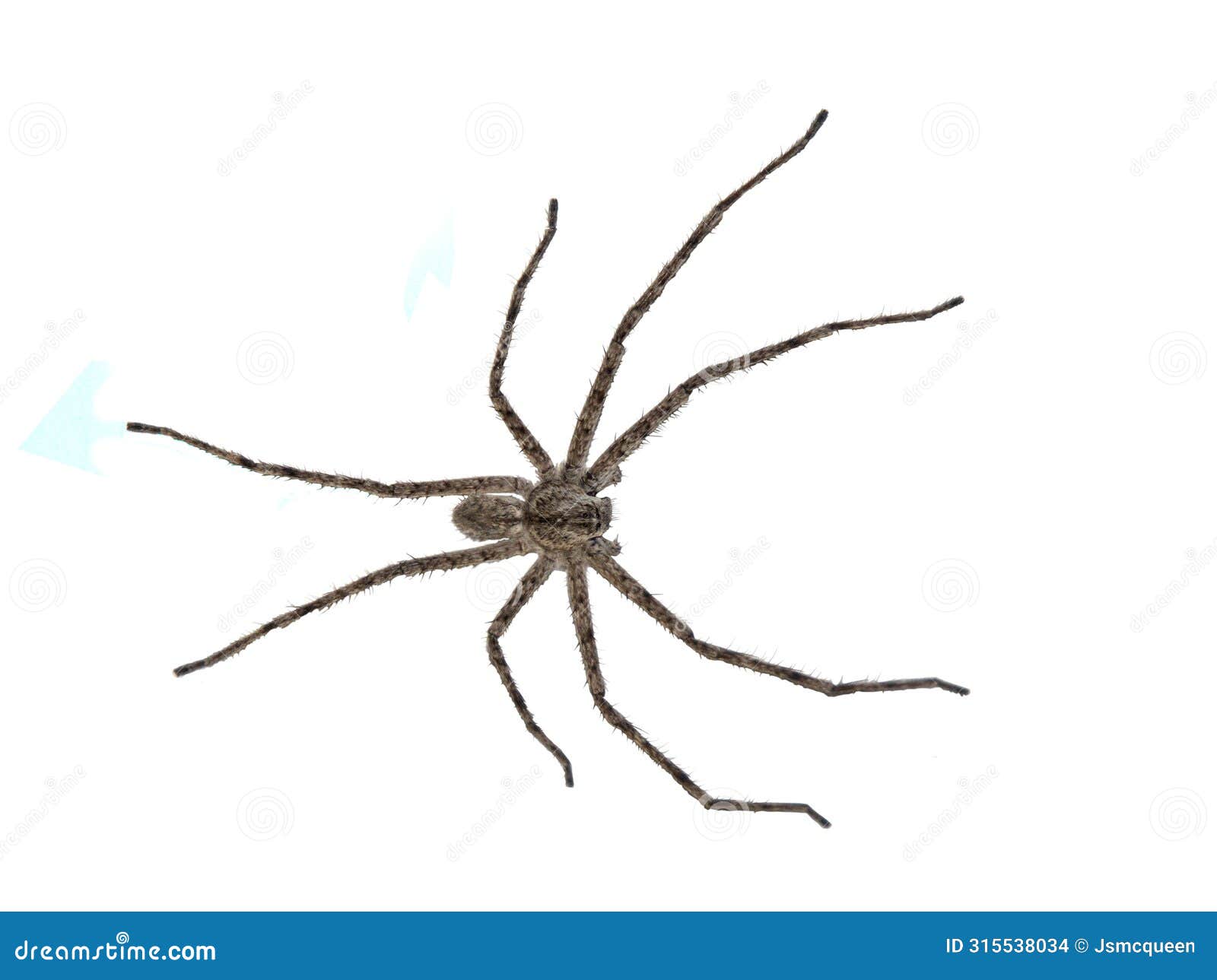 Huntsman Spider on a White Background Stock Photo - Image of wild ...