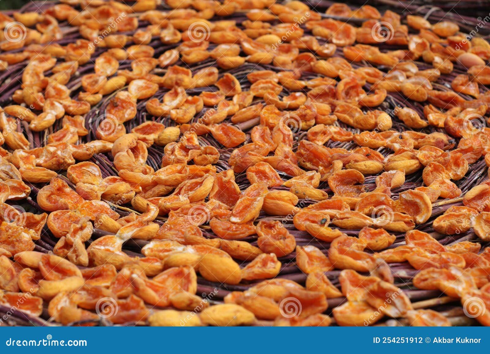 Hunza Dry Apricots stock photo. Image of flower, hunzavalley - 254251912