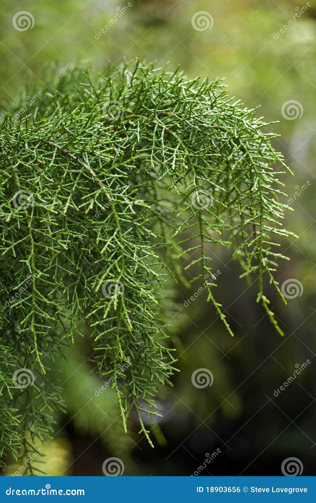 Huon Pine stock photo. Image of huon, tasmania, vegetation - 18903656