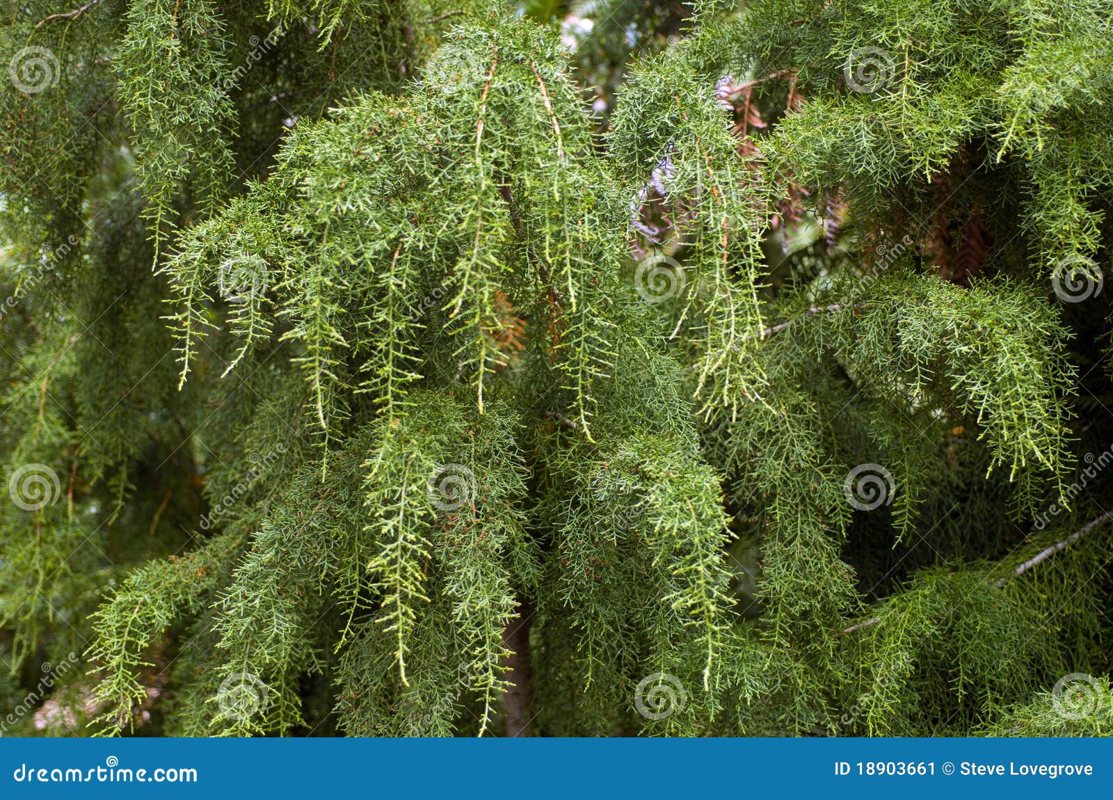 Huon Pine stock image. Image of rainforest, evergreen - 18903661