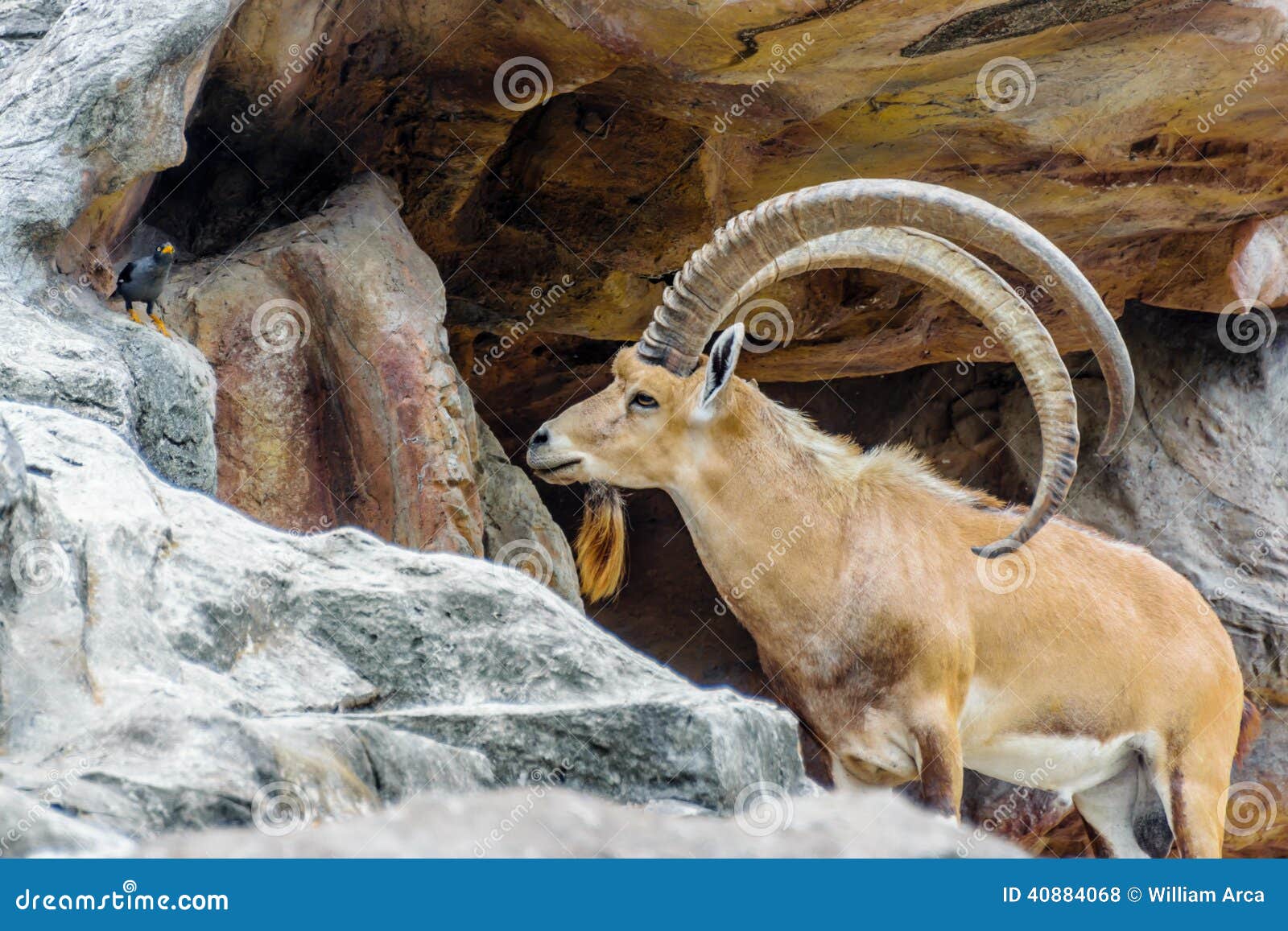 Hupe stockfoto. Bild von chor, tier, hupe, ziege, lang - 40884068