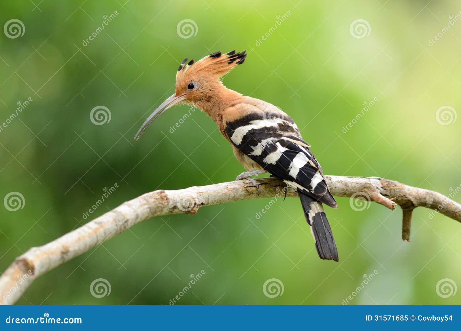 Huppe Eurasienne (epops D'Upupa) Image stock - Image du regard, forêt ...