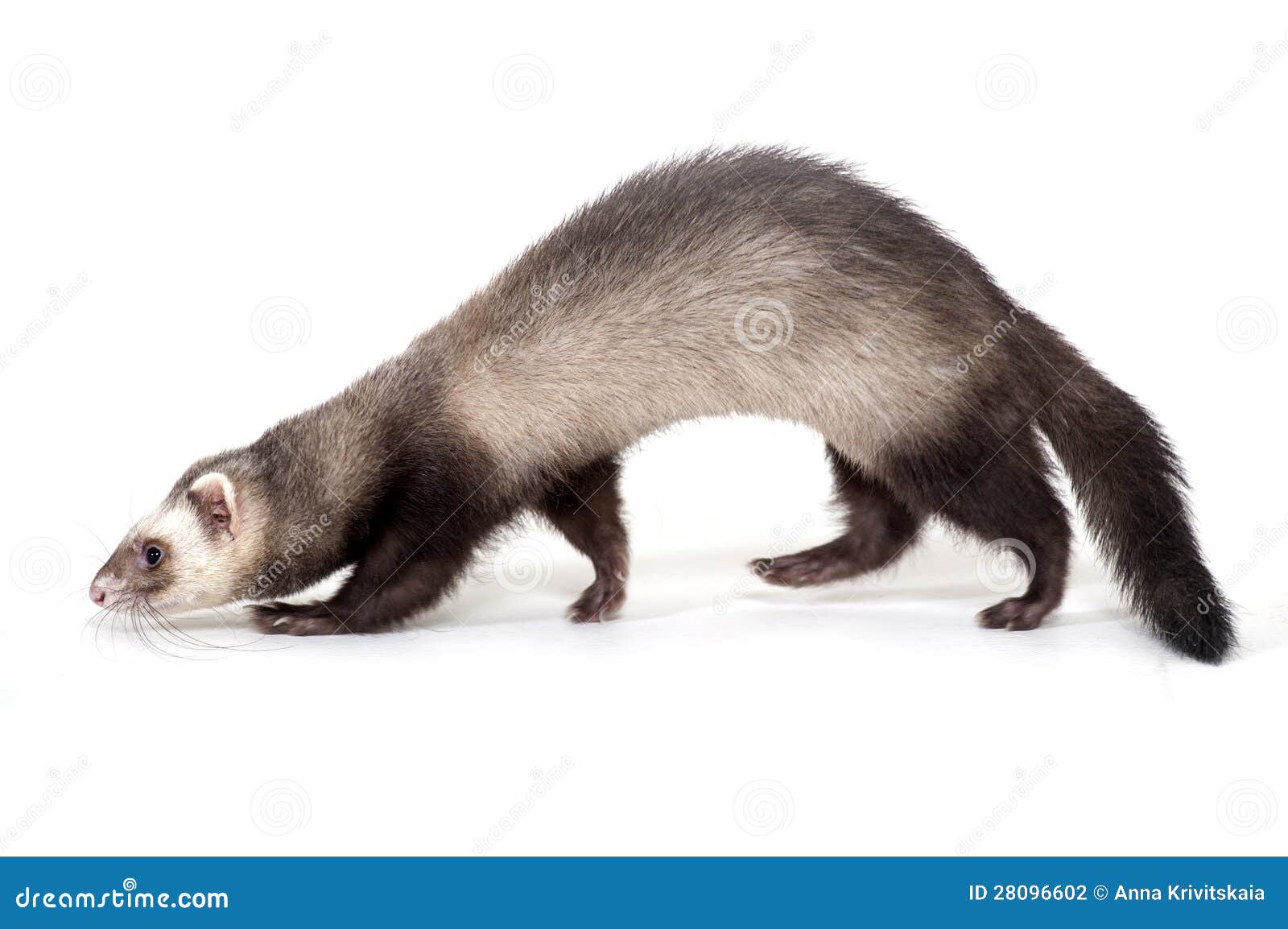 Hurón foto de archivo. Imagen de peludo, polecato, mirando - 28096602