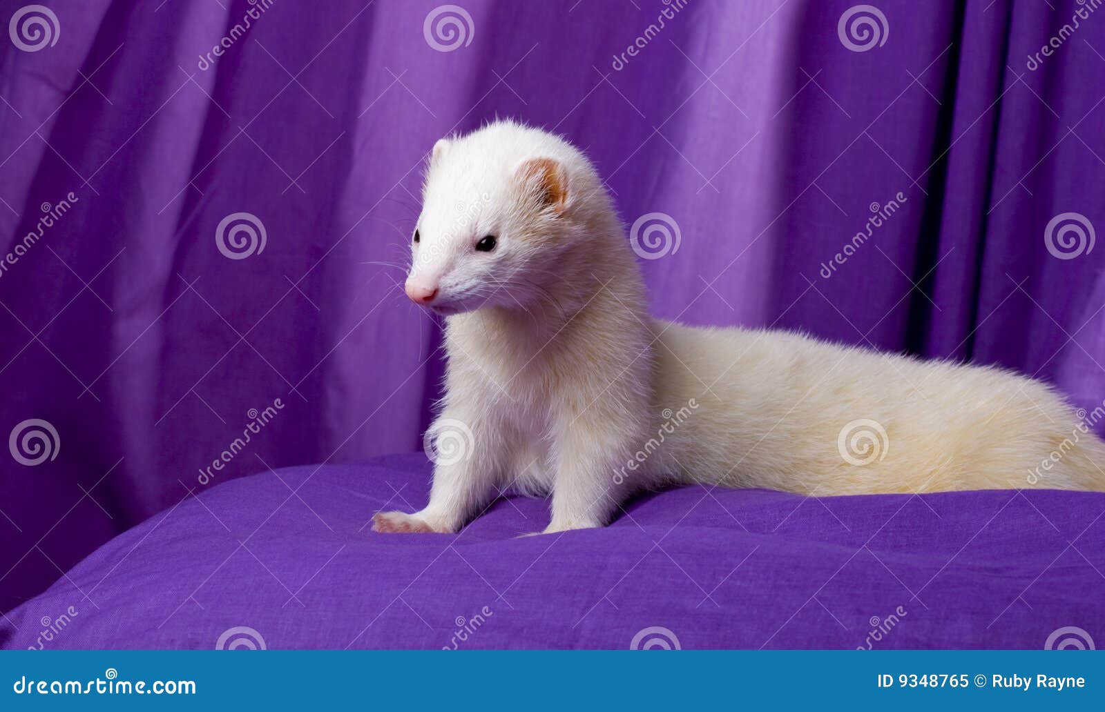 Hurón Blanco Nombrado Silver Imagen de archivo - Imagen de vagabundo ...