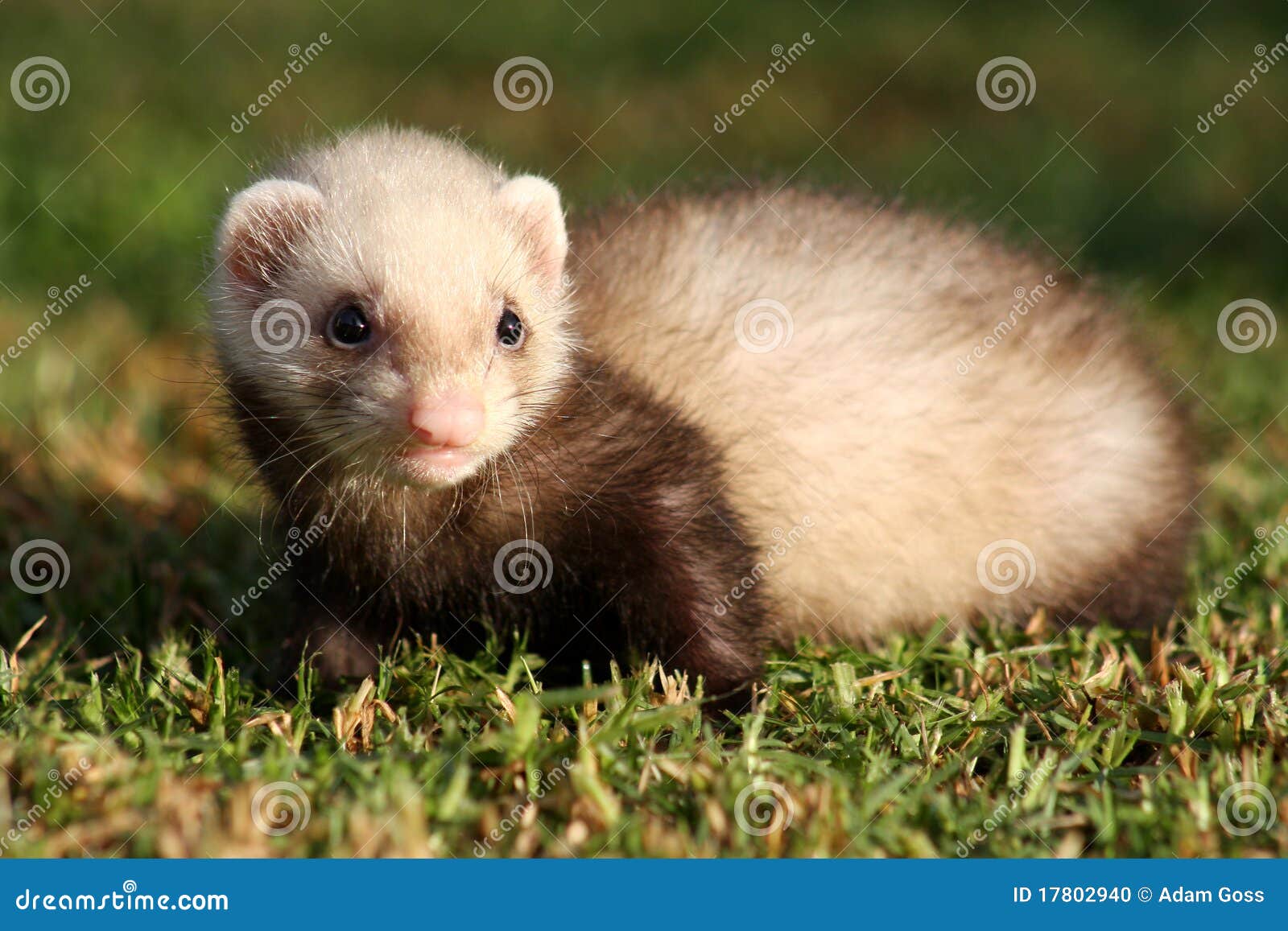 Hurón del bebé foto de archivo. Imagen de herboso, arena - 17802940