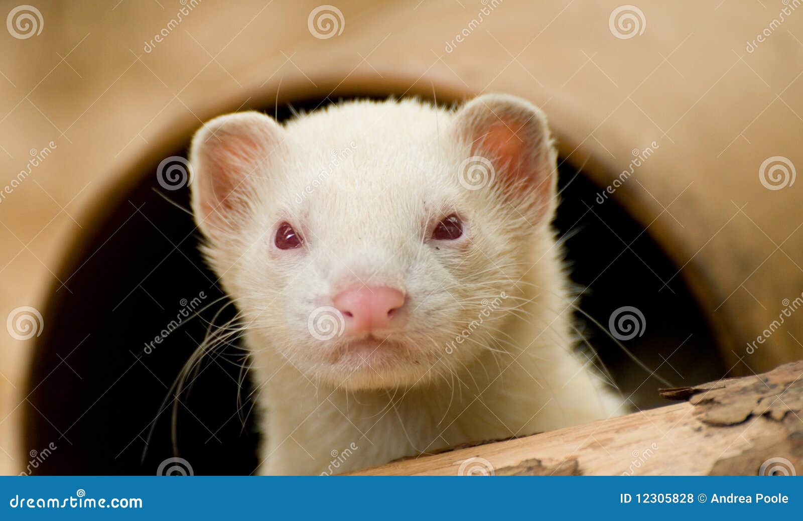 Hurón lindo del albino foto de archivo. Imagen de albino - 12305828