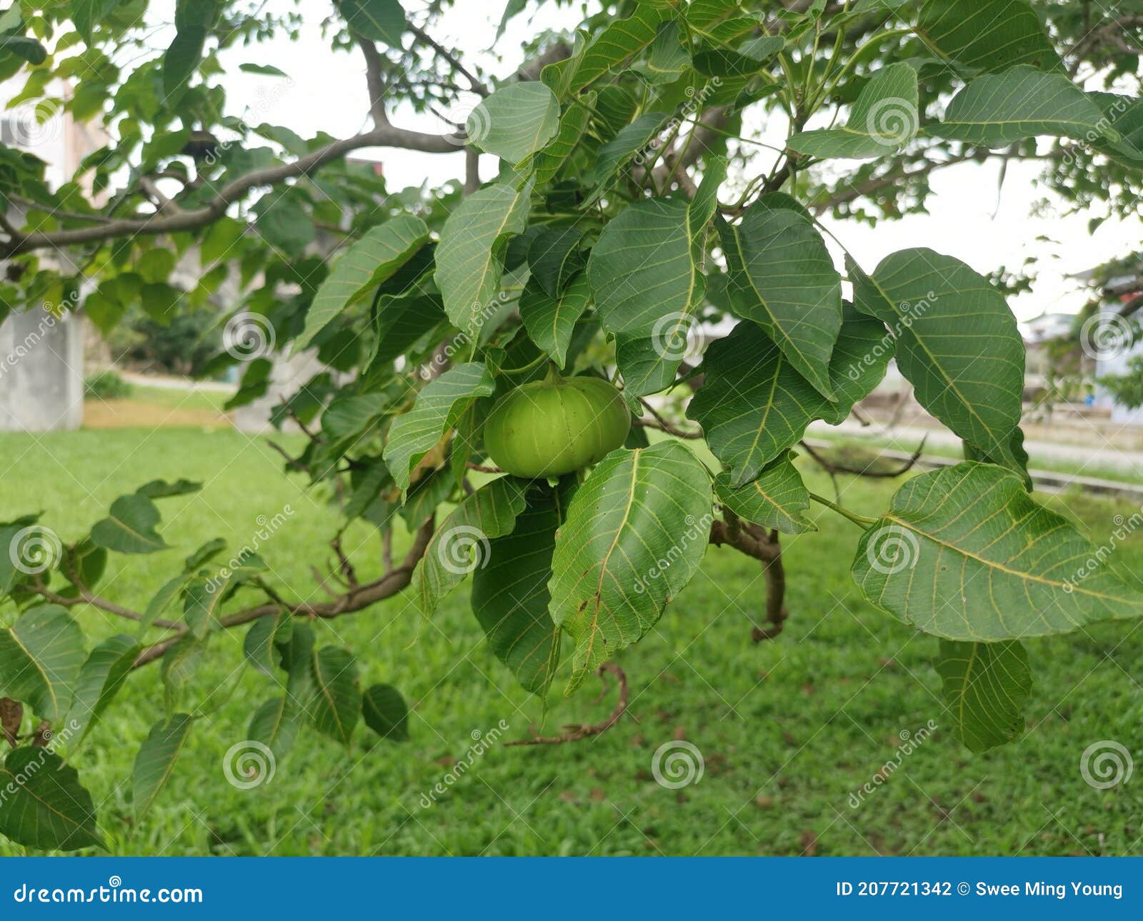 Hura Crepitans Fruit of the Sandbox Tree. Stock Photo - Image of ...