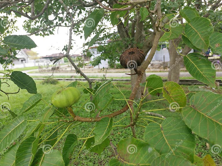Hura Crepitans Fruit of the Sandbox Tree. Stock Image - Image of exotic ...