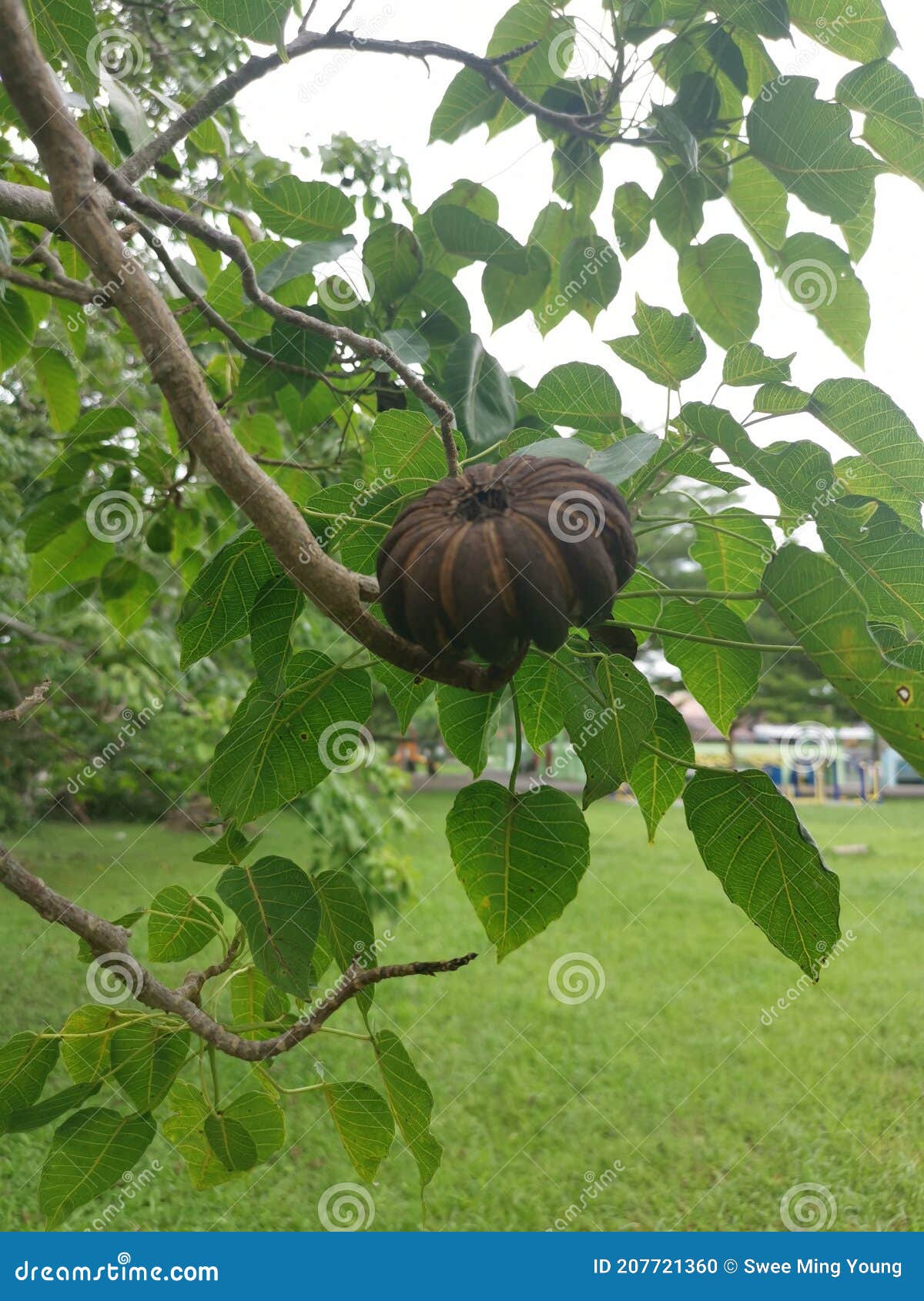 Hura Crepitans Fruit of the Sandbox Tree. Stock Photo - Image of plant ...