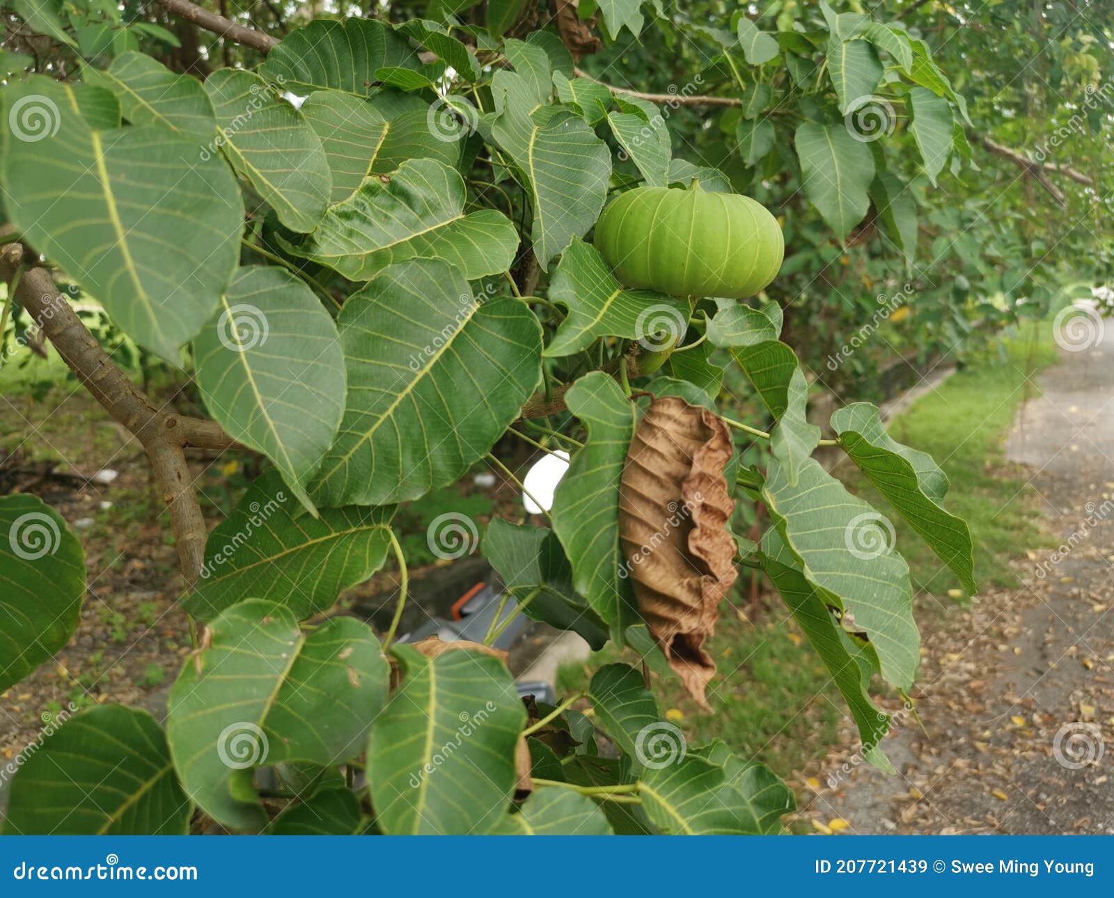 Hura Crepitans Fruit of the Sandbox Tree. Stock Image - Image of detail ...