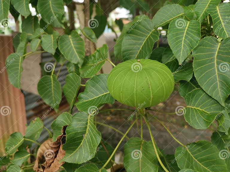 Hura Crepitans Fruit of the Sandbox Tree. Stock Image - Image of round ...