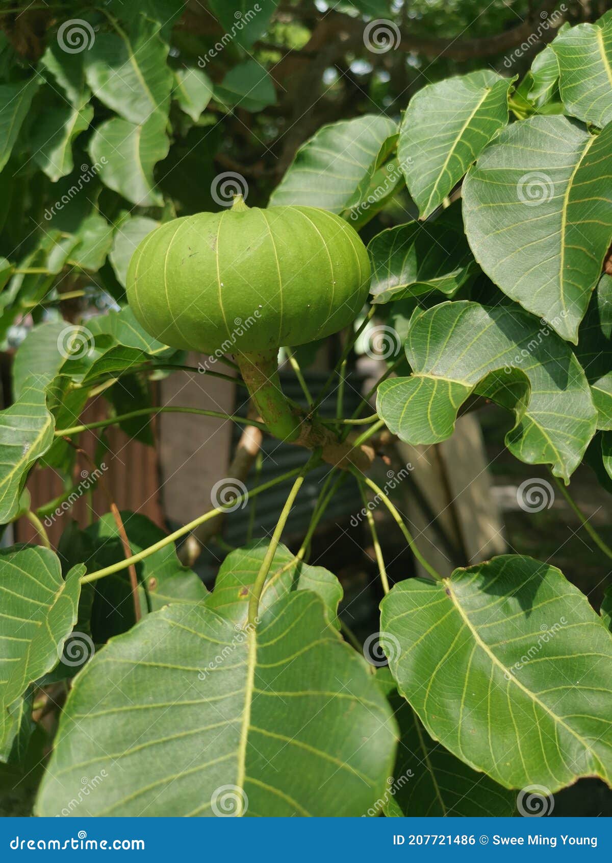 Hura Crepitans Fruit of the Sandbox Tree. Stock Photo - Image of ...