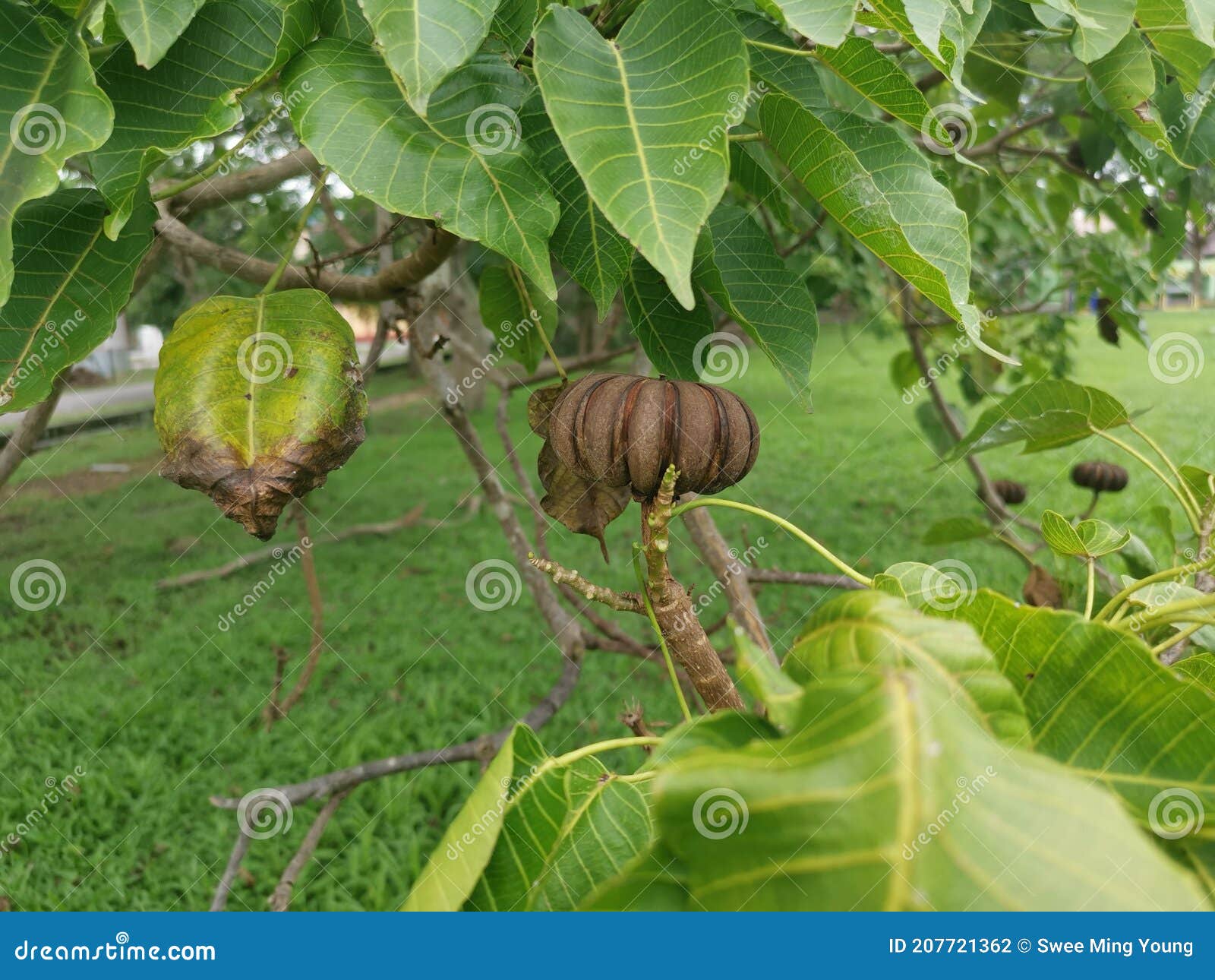 Hura Crepitans Fruit of the Sandbox Tree. Stock Photo - Image of ...