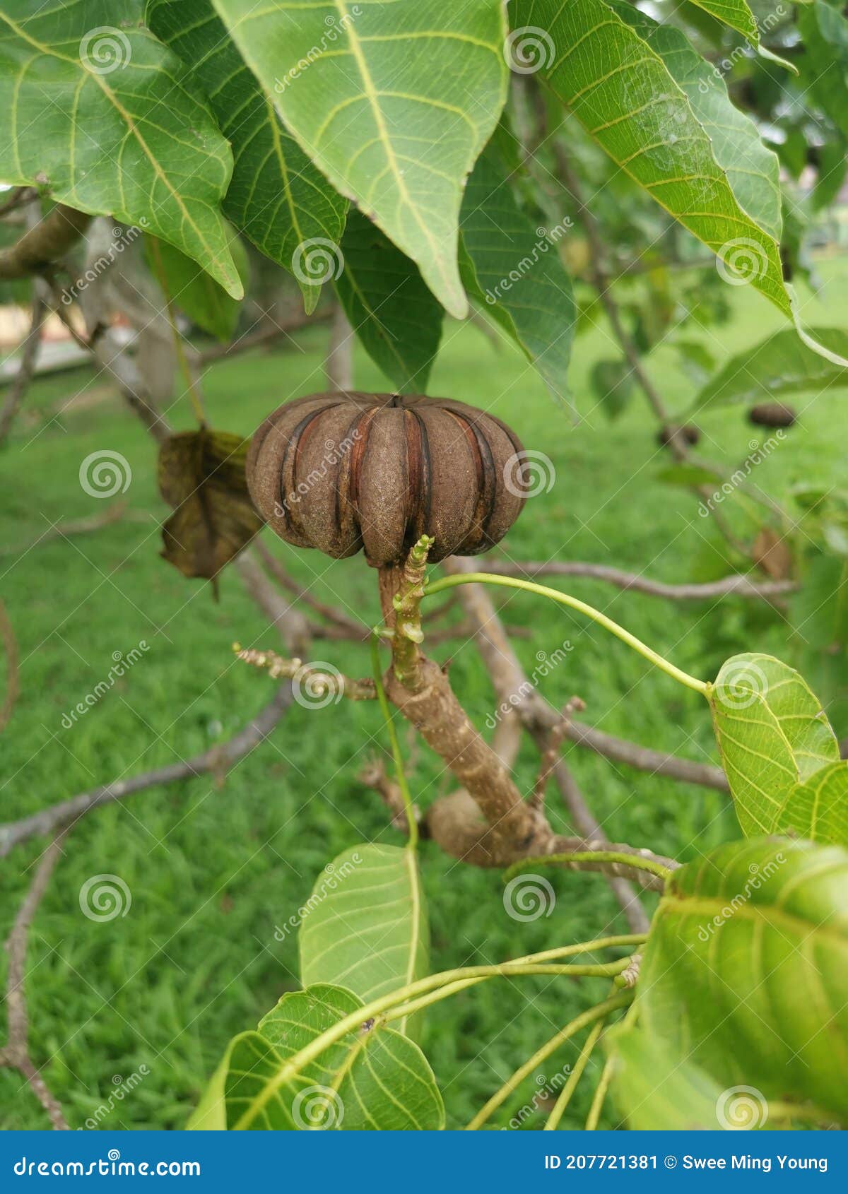 Hura Crepitans Fruit of the Sandbox Tree. Stock Image - Image of growth ...
