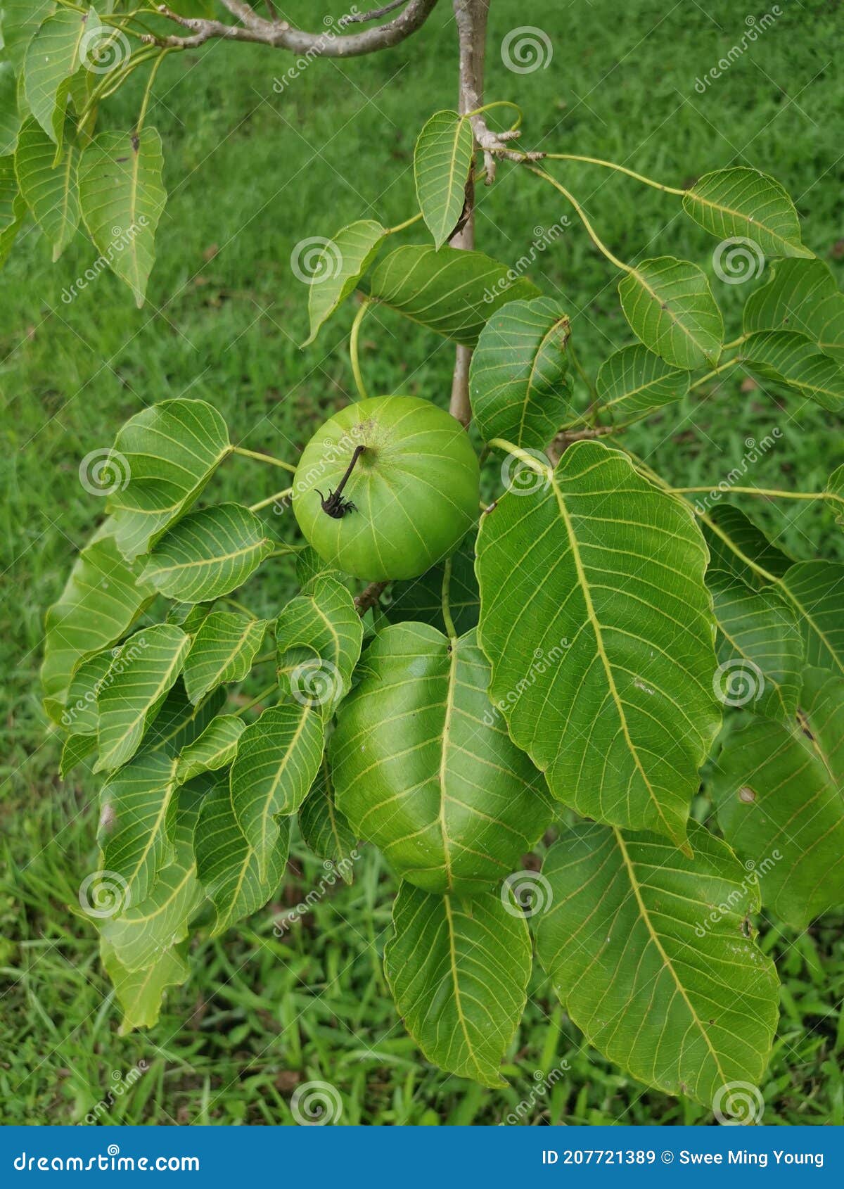 Hura Crepitans Fruit of the Sandbox Tree. Stock Image - Image of nature ...
