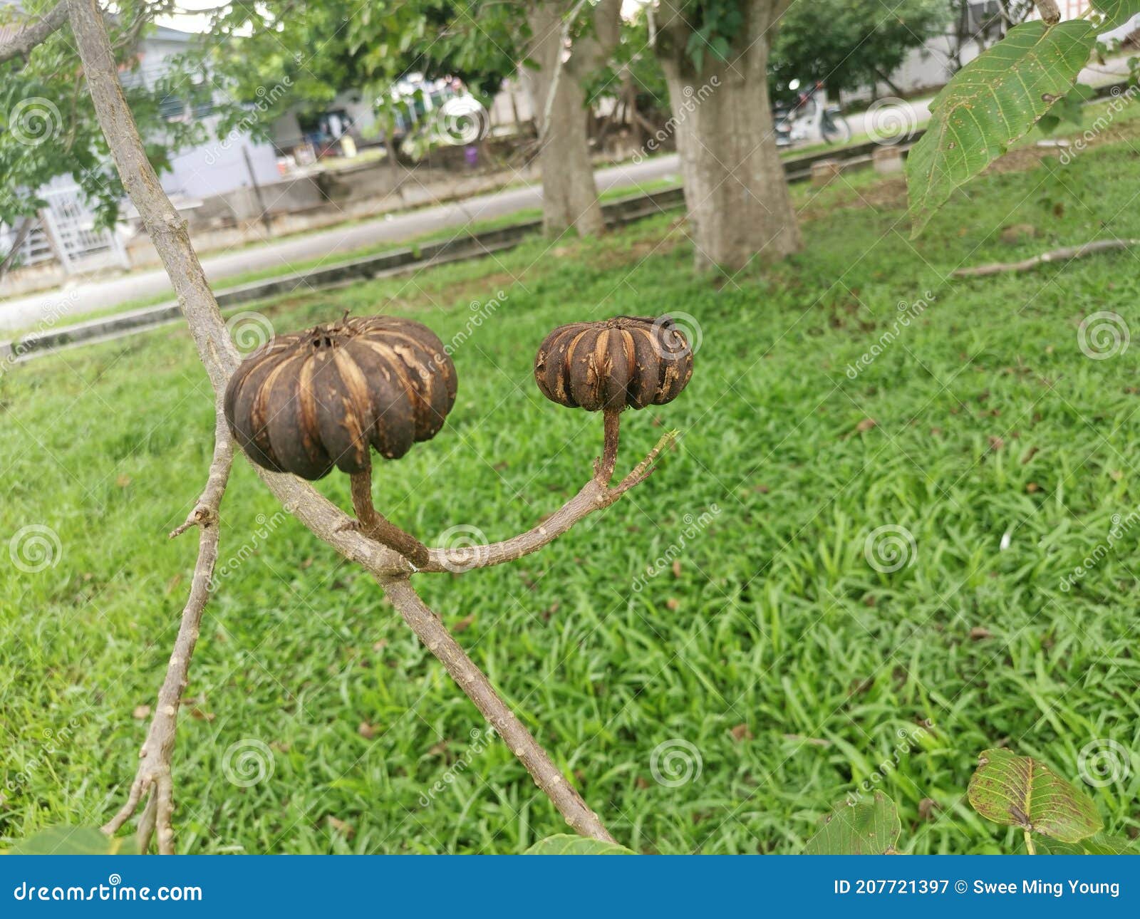 Hura Crepitans Fruit of the Sandbox Tree. Stock Image - Image of ...