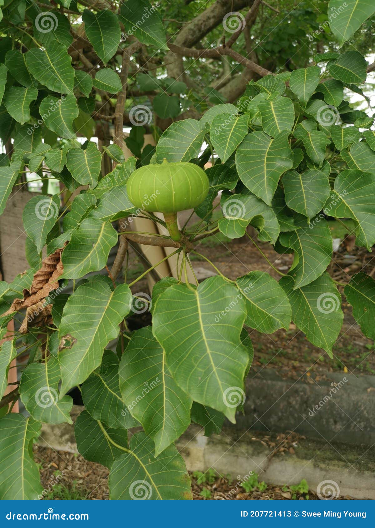 Hura Crepitans Fruit of the Sandbox Tree. Stock Image - Image of ...