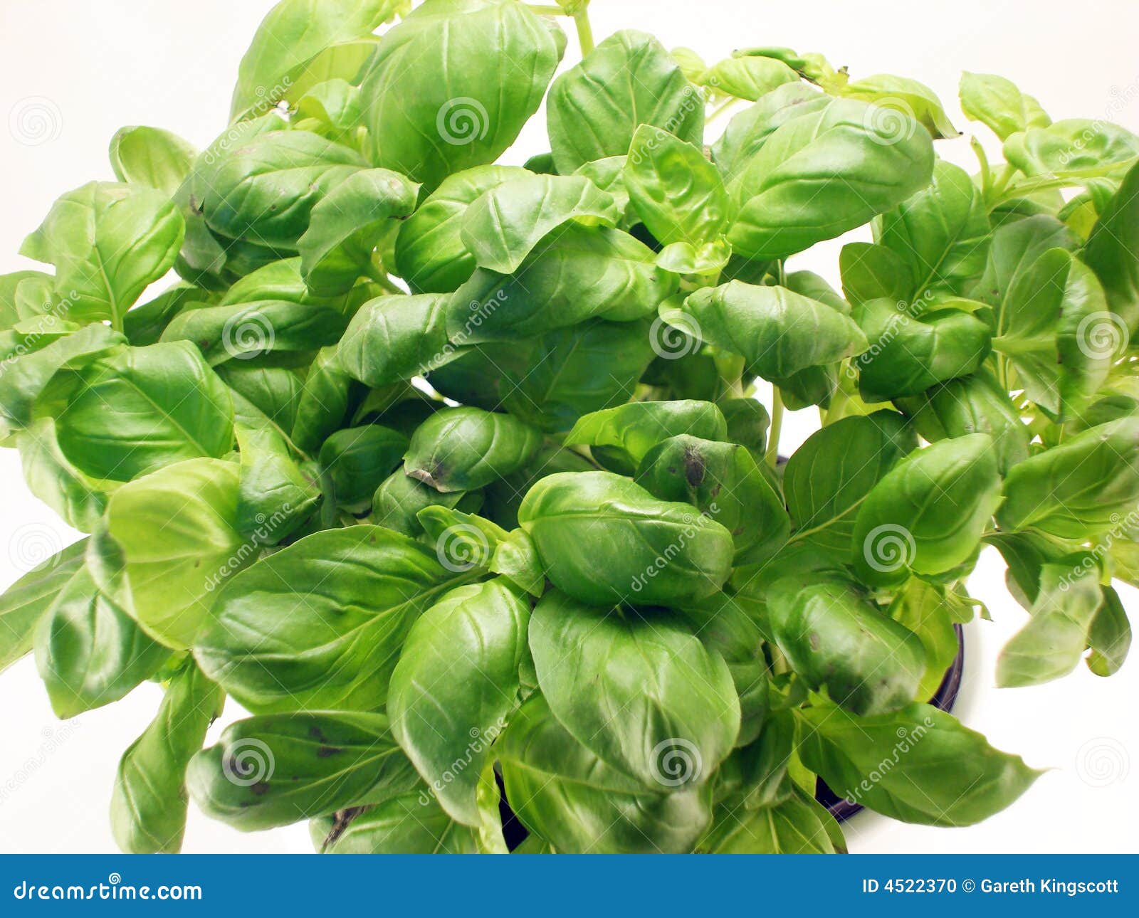 Hurbs stock photo. Image of herbs, greens, smell, cooking - 4522370