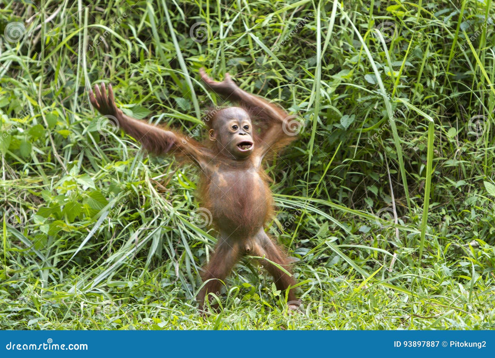 Hurray stock image. Image of playing, outdoor, animals - 93897887