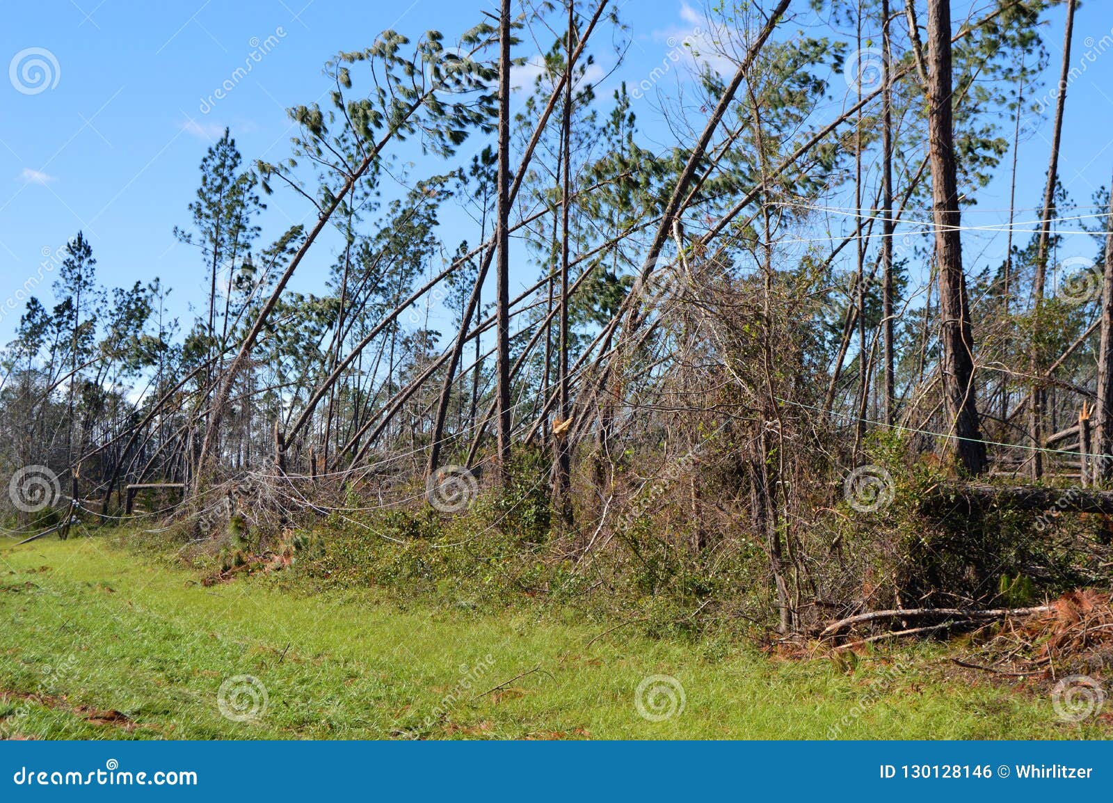 Hurricane Damaged Trees and Downed Power Lines Stock Photo - Image of ...