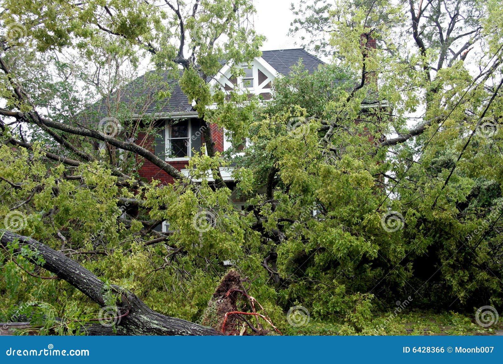 Hurricane Disaster stock photo. Image of despair, broken - 6428366